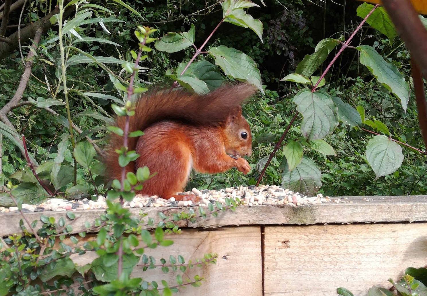 Red alert at Lancs park as squirrels fight back – StayUKNews.co.uk